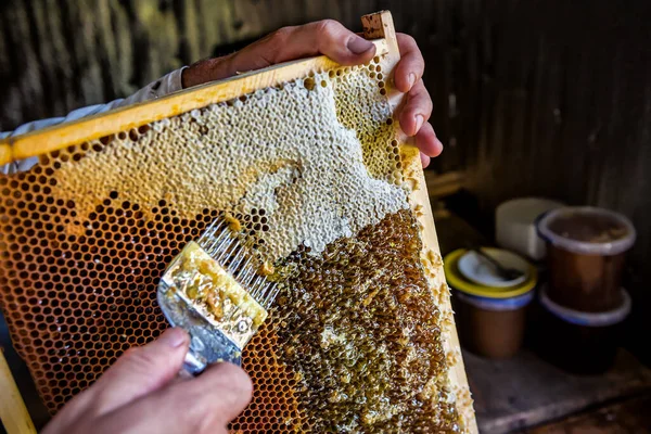 Apiarist uncapping honey cells with a beekeeper fork, tool for opening ...