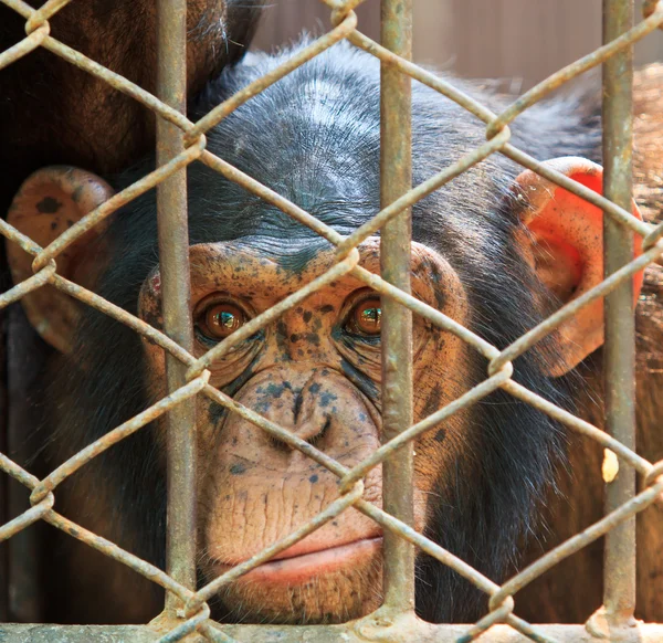 Chimpanzees in captivity. Stock Photo by ©Deerphoto 27232305