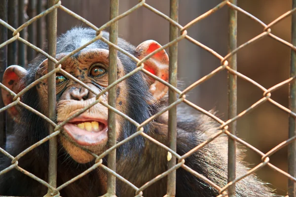 Chimpanzees in captivity. Stock Photo by ©Deerphoto 27232305