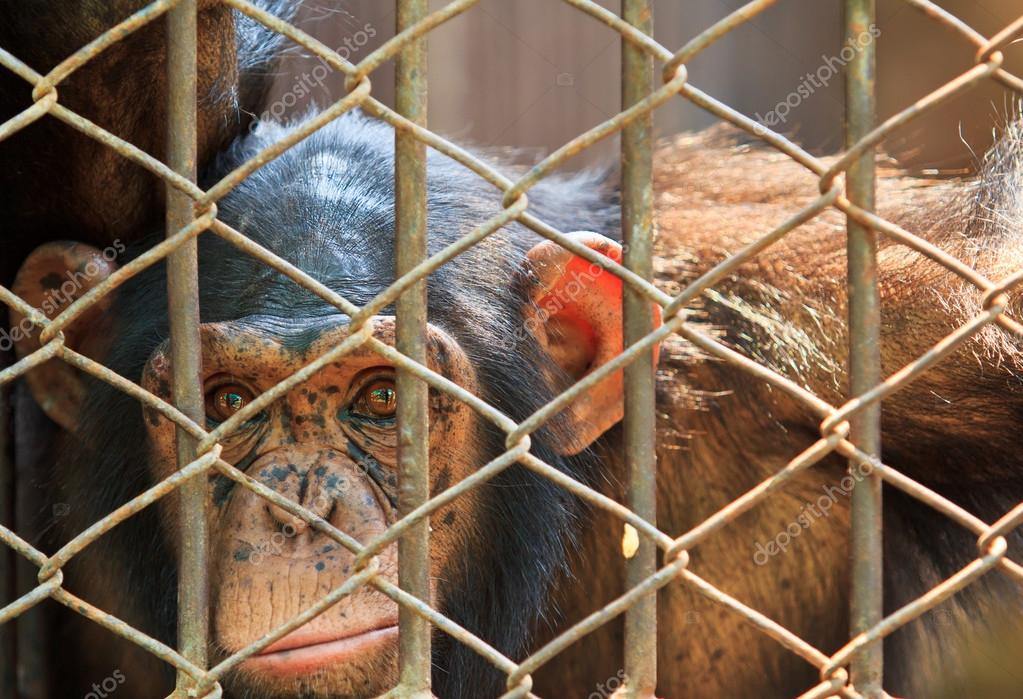 Chimpanzees In Captivity