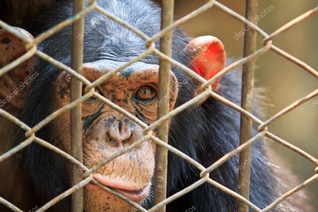 Chimpanzees in captivity. Stock Photo by ©Deerphoto 27232305