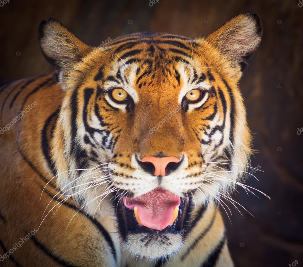 Tiger — Stock Photo © Deerphoto #28428937