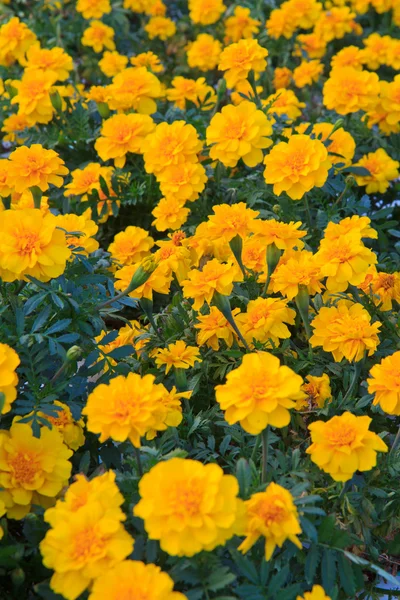 ᐈ Marigold flowers stock pictures, Royalty Free marigold images ...