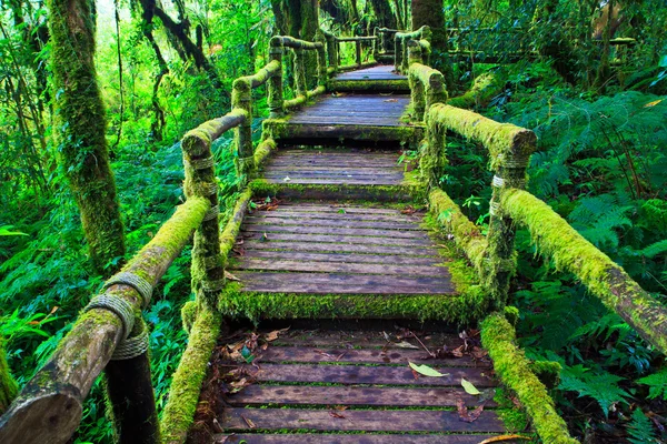 Beautiful rain forest at ang ka nature trail — Stock Photo © anekoho ...