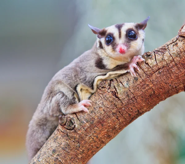 Sugar glider on branch — Stock Photo © biawak #1819261