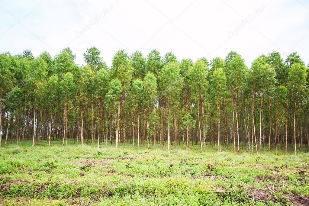 Eucalyptus fields Stock Photo by ©Deerphoto 37212773