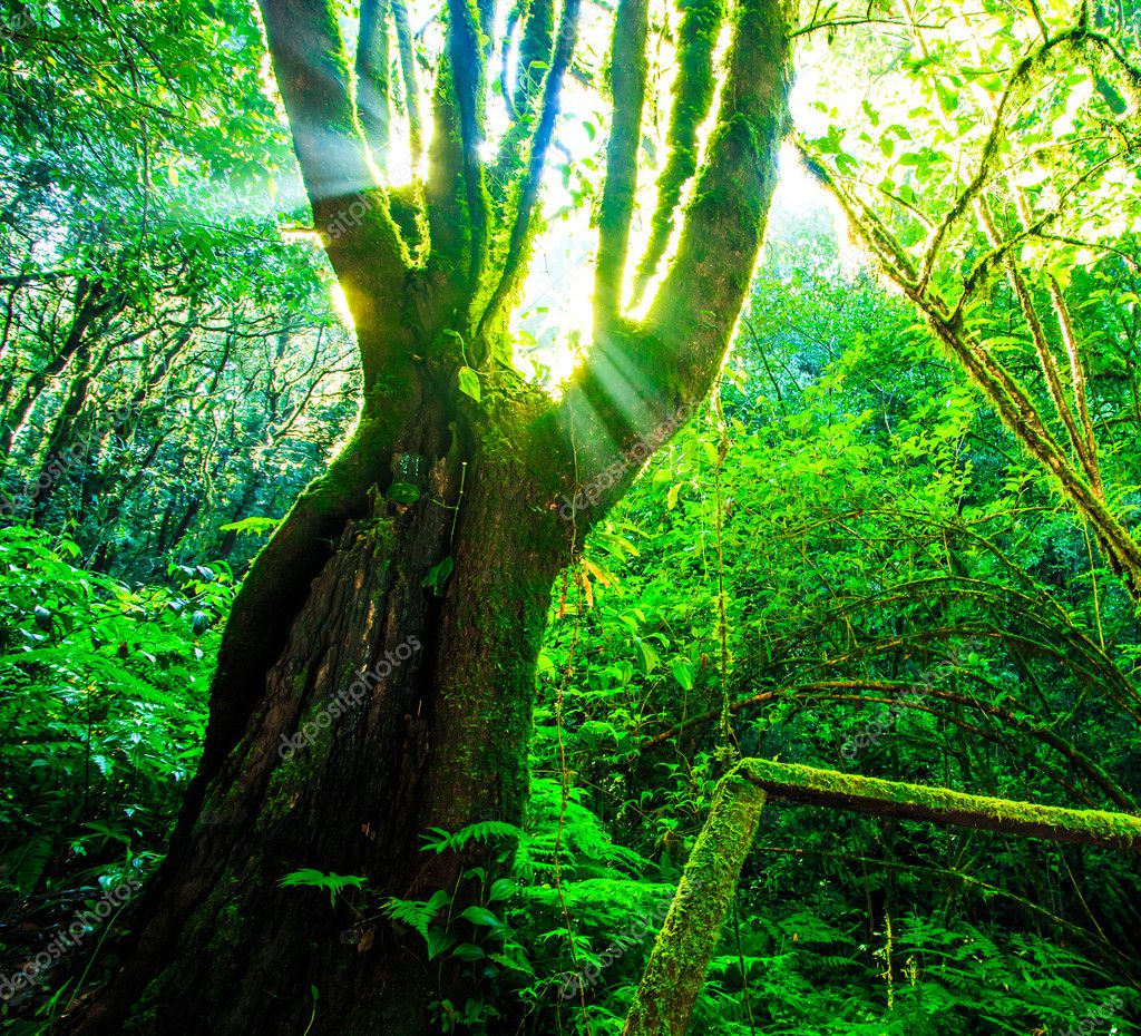 grands arbres dans la forêt vierge — Photographie Deerphoto © #37299819
