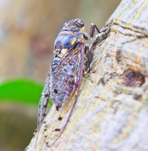 2,941 Cicada Stock Photos, Images | Download Cicada Pictures on ...