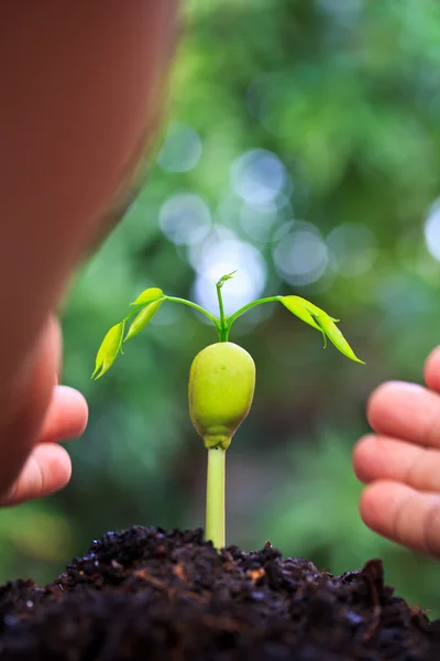 Plant growing from seed - Stock Image - Everypixel
