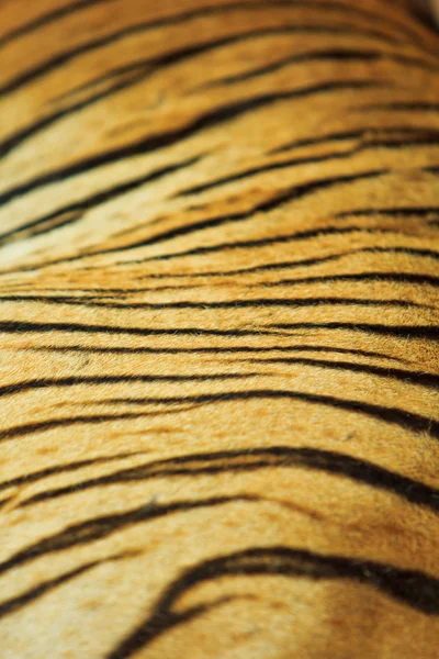 Beautiful tiger fur texture - Stock Image - Everypixel