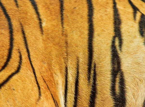 Beautiful tiger fur texture Stock Photo by ©Deerphoto 37766409