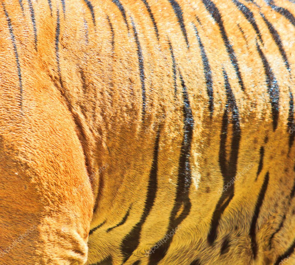 Beautiful tiger fur texture Stock Photo by ©Deerphoto 37766409