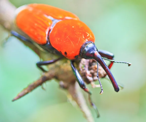 Orange beetle — Stock Photo © Deerphoto #38012103