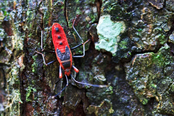 Rainforest insect Stock Photos, Royalty Free Rainforest insect Images ...