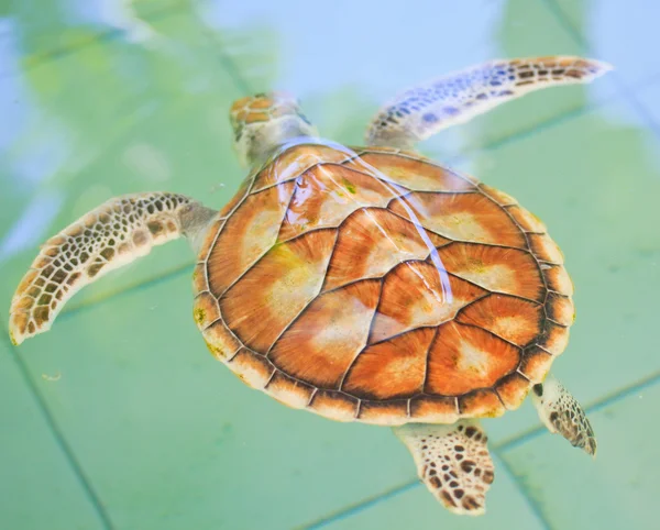 ᐈ Sea turtle shell patterns stock pics, Royalty Free turtle shell ...