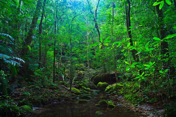 Queensland rainforest Stock Photos, Royalty Free Queensland rainforest ...