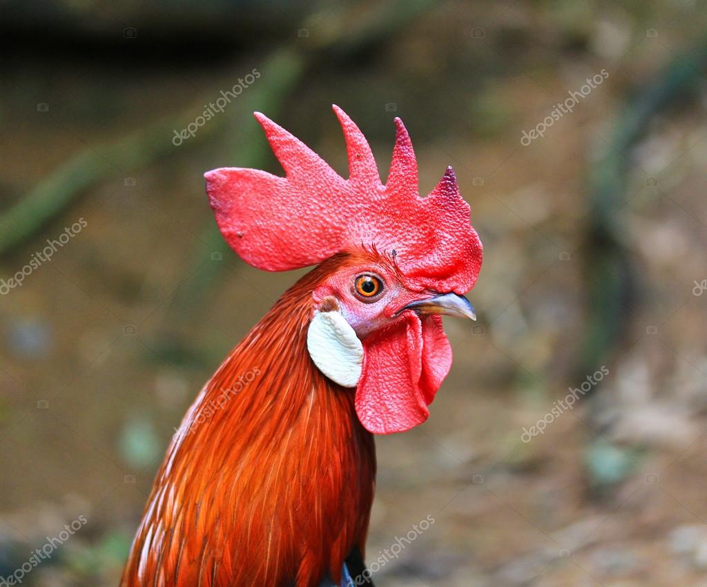 Bantam chicken — Stock Photo © Deerphoto #38215223