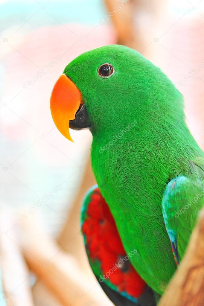 Nice parrot — Stock Photo © Deerphoto #38365147