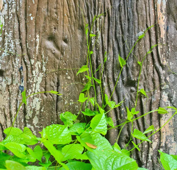 Vines climbing tree. — Stock Photo © iofoto #9279283