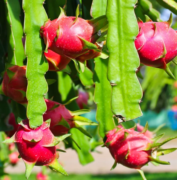 Dragon fruit tree Stock Photos, Royalty Free Dragon fruit tree Images ...