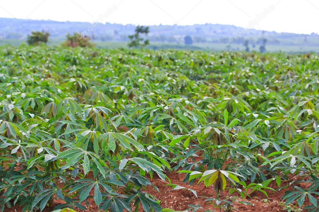 Cassava — Stock Photo © Deerphoto #40055303