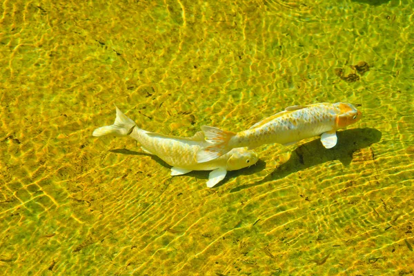 Fish mating Stock Photos, Royalty Free Fish mating Images | Depositphotos