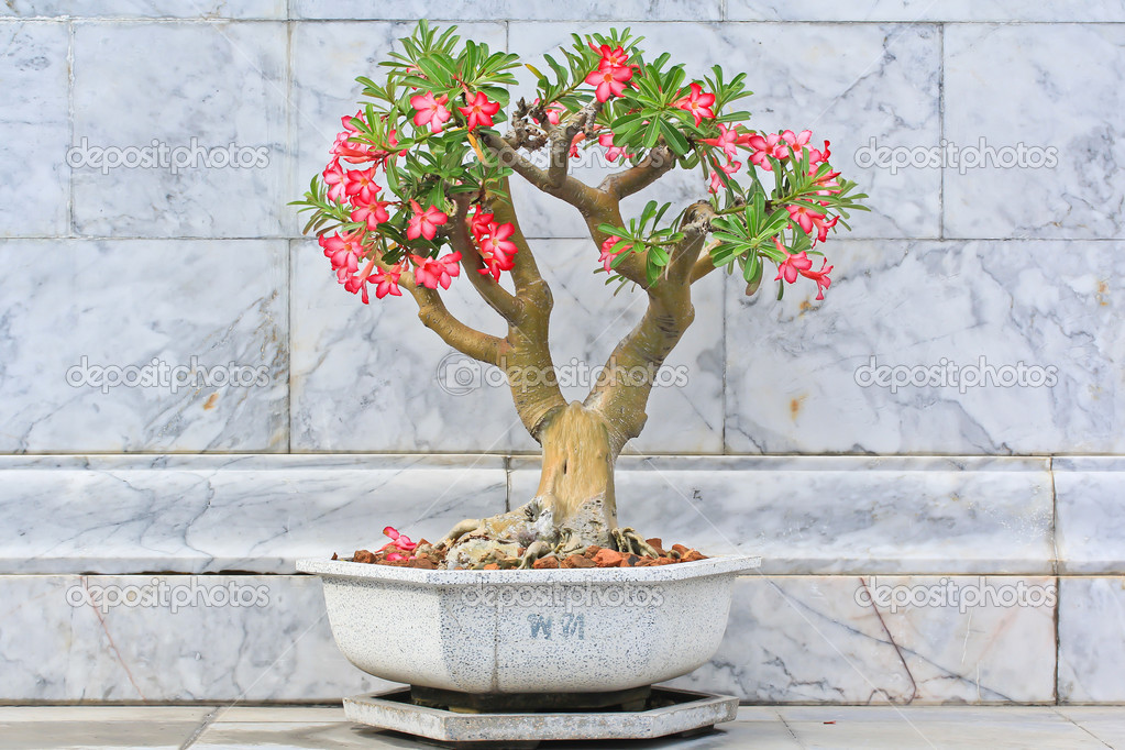 Adenium tree in pot — Stock Photo © Deerphoto #40874621