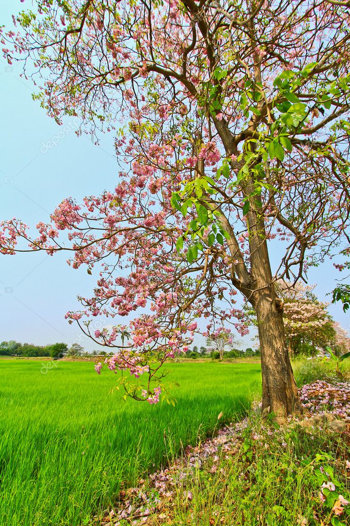 Tabebuia rosea Stock Photo by ©Deerphoto 45232505