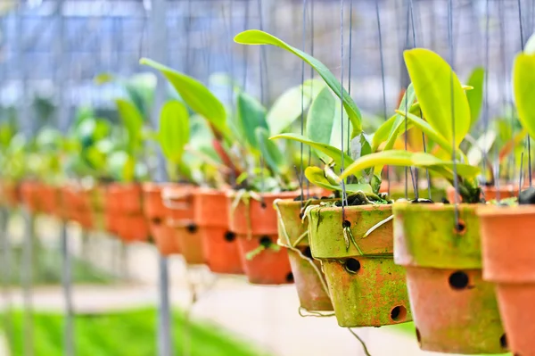 Orchid field Stock Photos, Royalty Free Orchid field Images ...