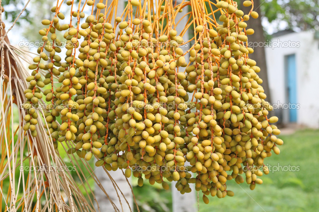 The orange dates on a palm tree — Stock Photo © evp82 #17695937