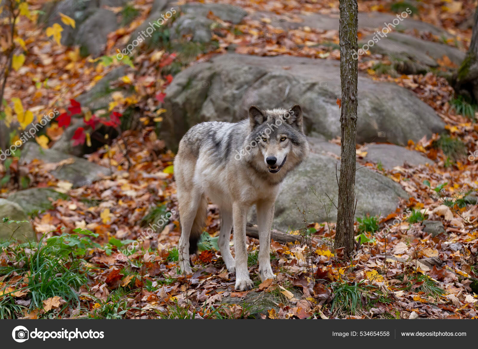 Lupo Che Ulula Vista Laterale