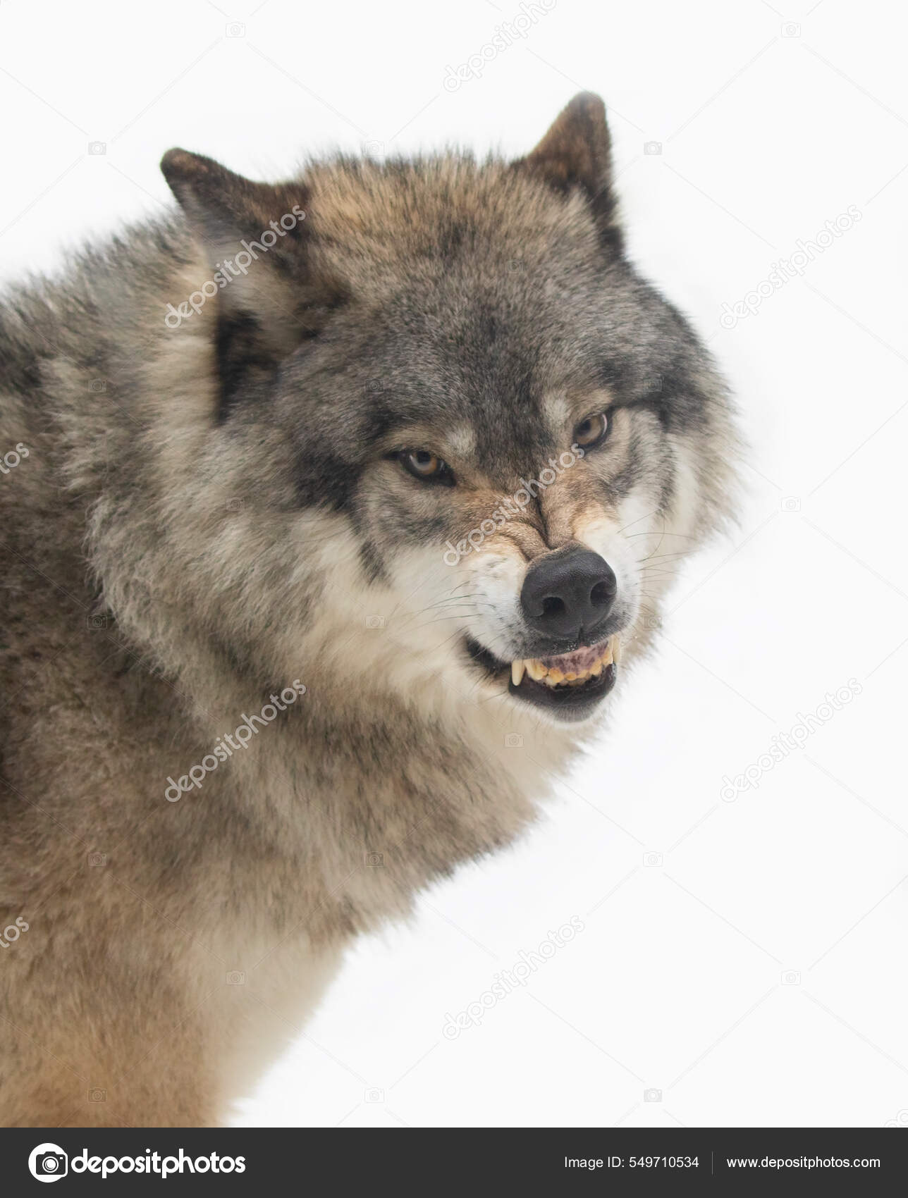 Timber Wolf Grey Wolf Canis Lupus Portrait Closeup Growling Winter ...