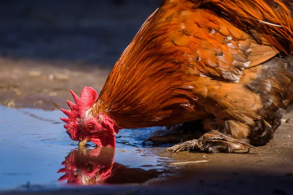 Chicken drinking water Stock Photos, Royalty Free Chicken drinking ...