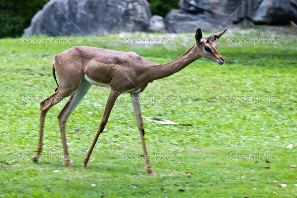 Gerenuk - Also known as the giraffe-necked antelope — Stock Photo ...