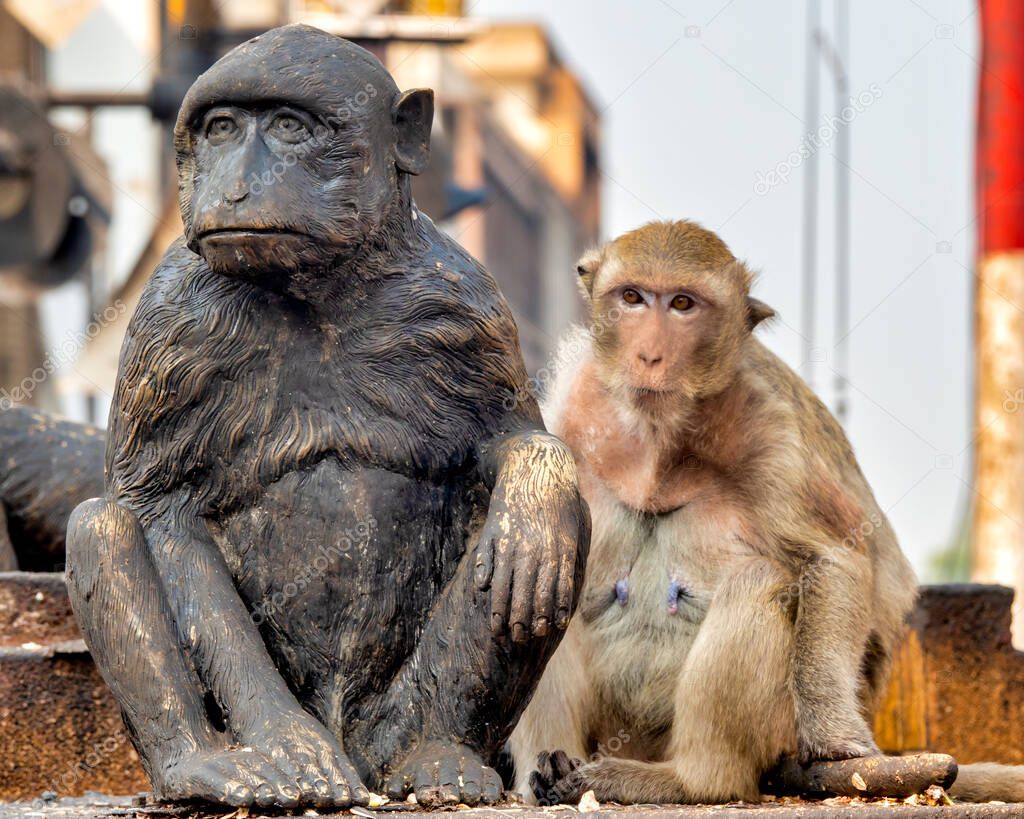 Macaco come cangrejos (Macaca fascicularis) cerca de una estatua de ...