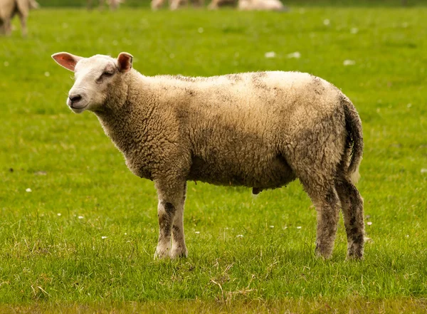 Sheep wool Stock Photos, Royalty Free Sheep wool Images | Depositphotos