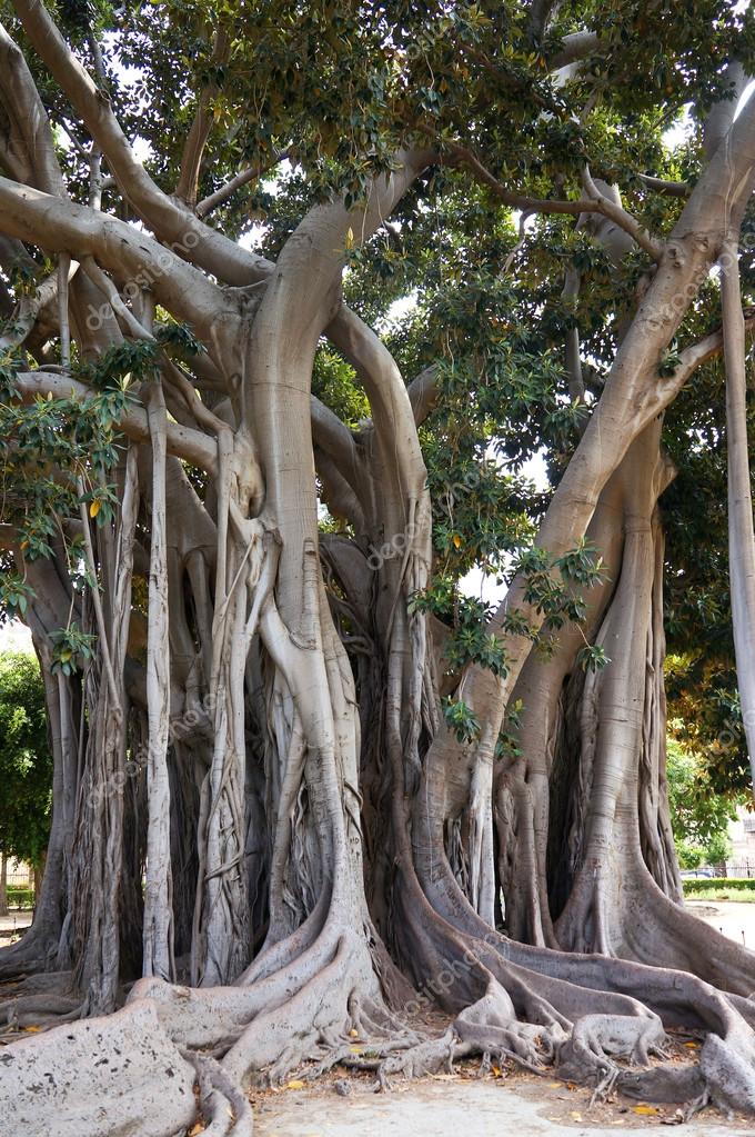 Ficus Macrophylla en la Villa Garibaldi de Palermo en Sicilia 2022
