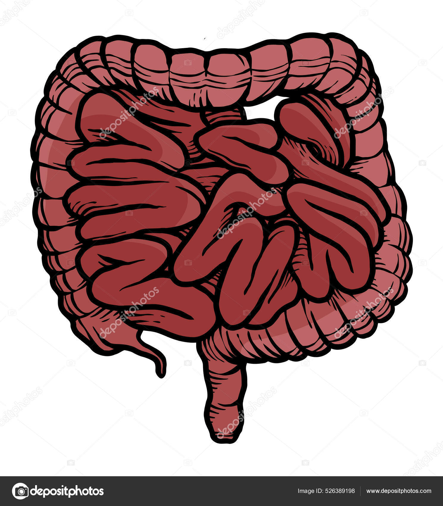 Ilustración Órganos Humanos Color Gráfico Vectorial Simple Pero ...