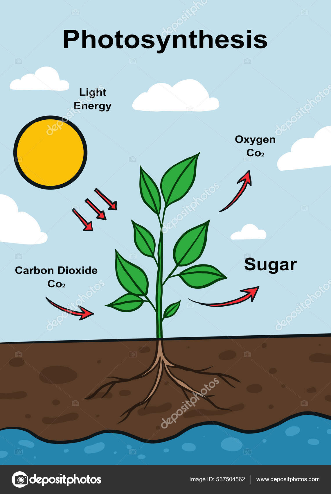 Detailed Photosynthesis Diagram