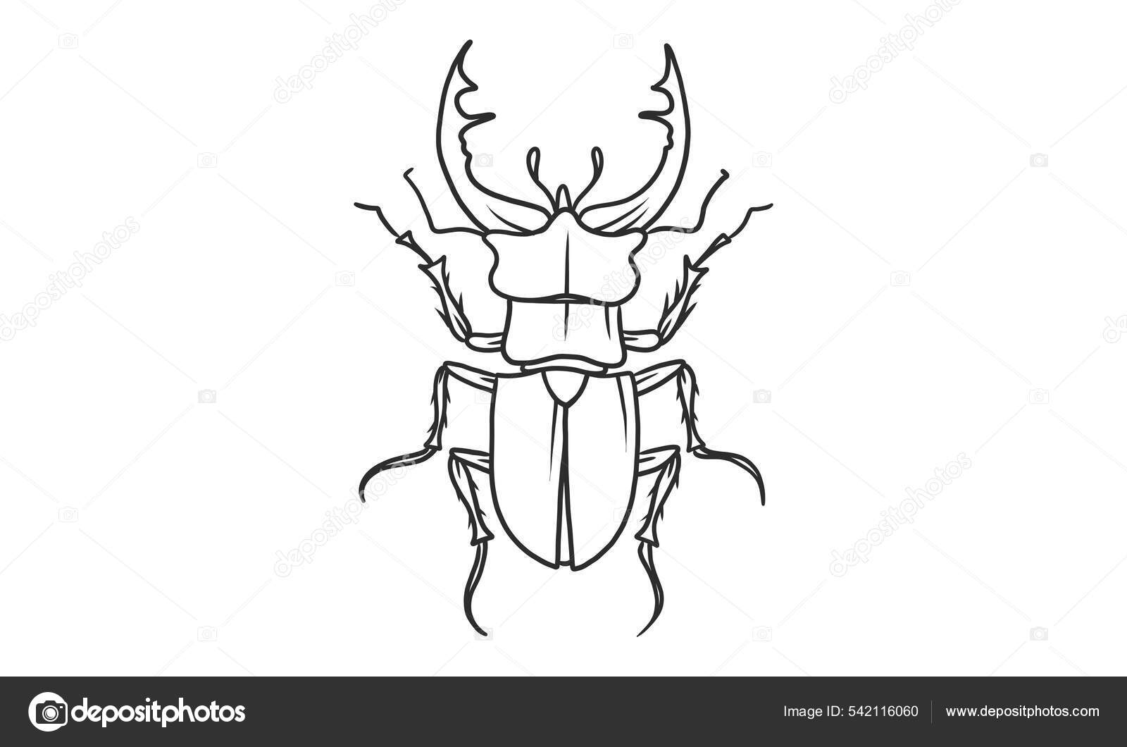 Ilustrasi Vektor Garis Keturunan Kumbang Pada Latar Belakang Putih ...