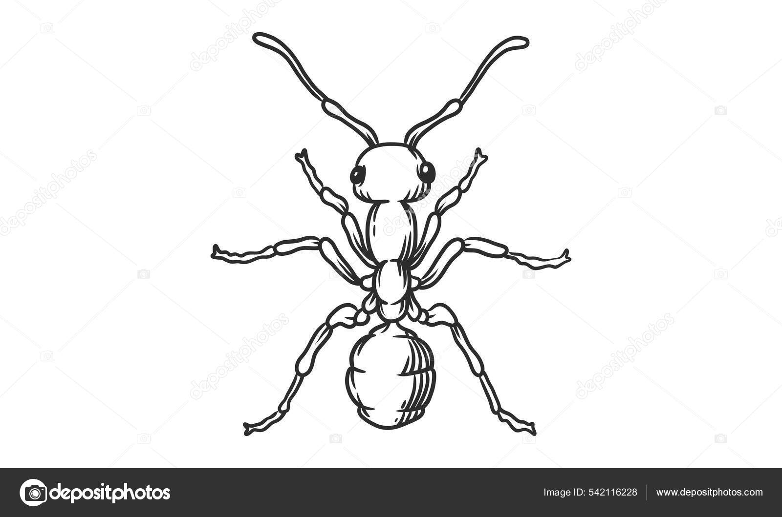 Ilustração Lineart Vetor Formiga Fundo Branco Esboço Desenhado Mão ...