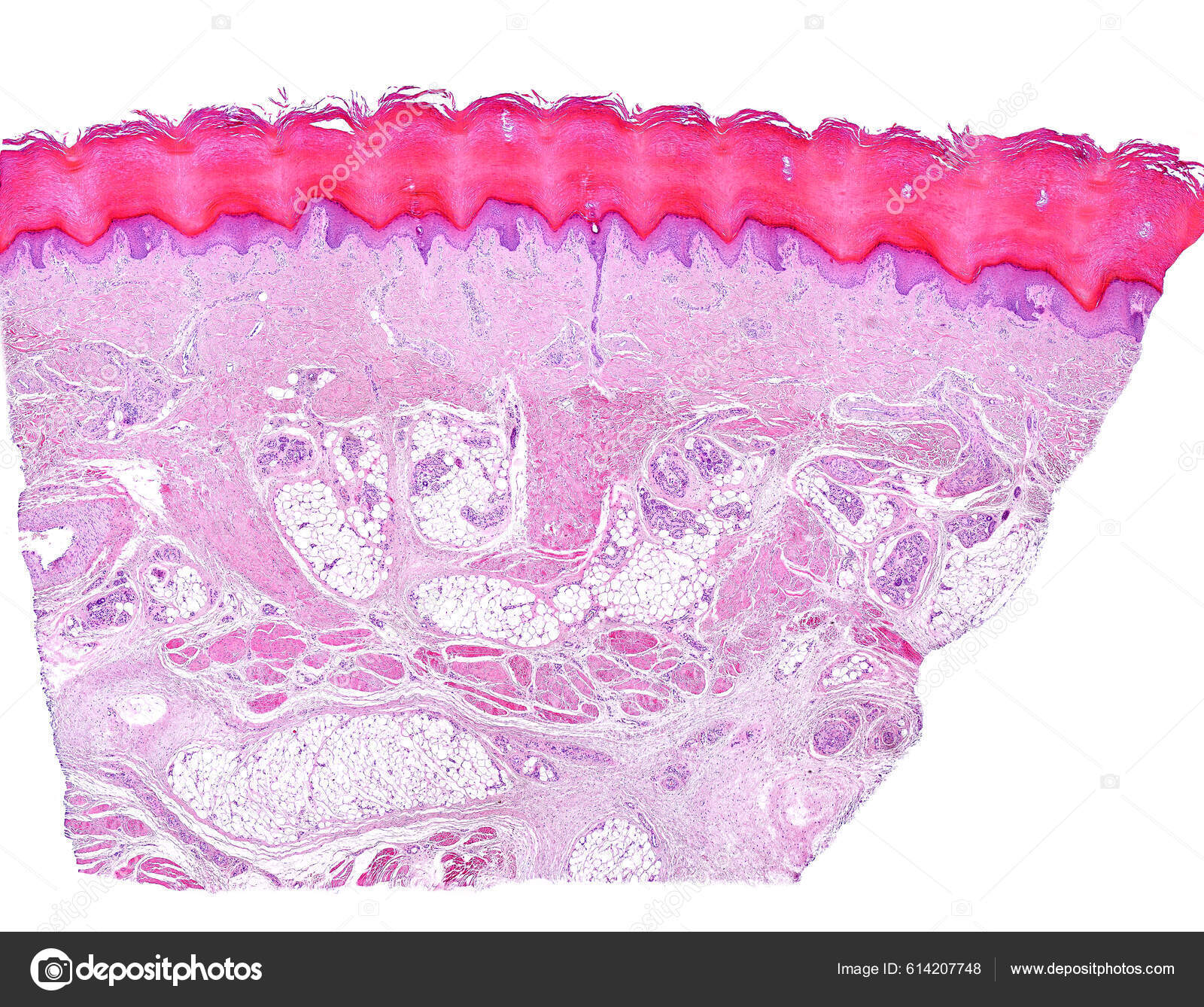 Frog Skin Microscope