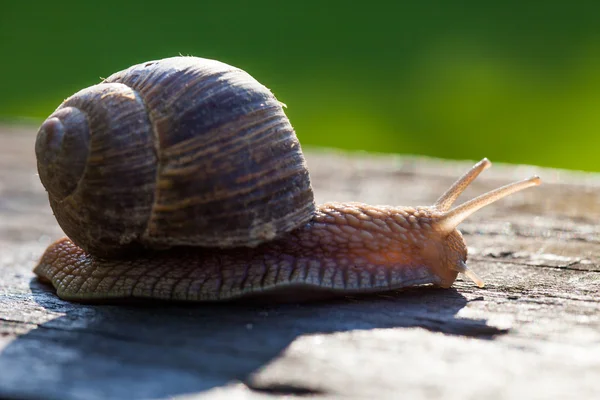 Snail — Stock Photo © siberian180762 #53280981