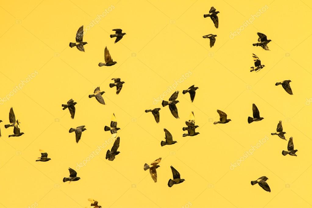 Birds in flight — Stock Photo © sanngat #13842974