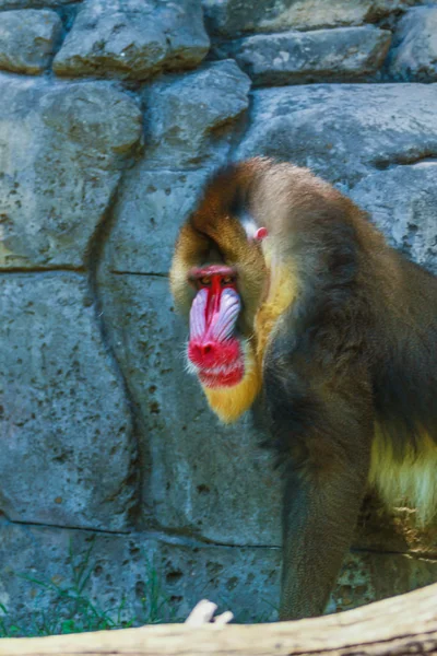 Monkey red lips Stock Photos, Royalty Free Monkey red lips Images ...