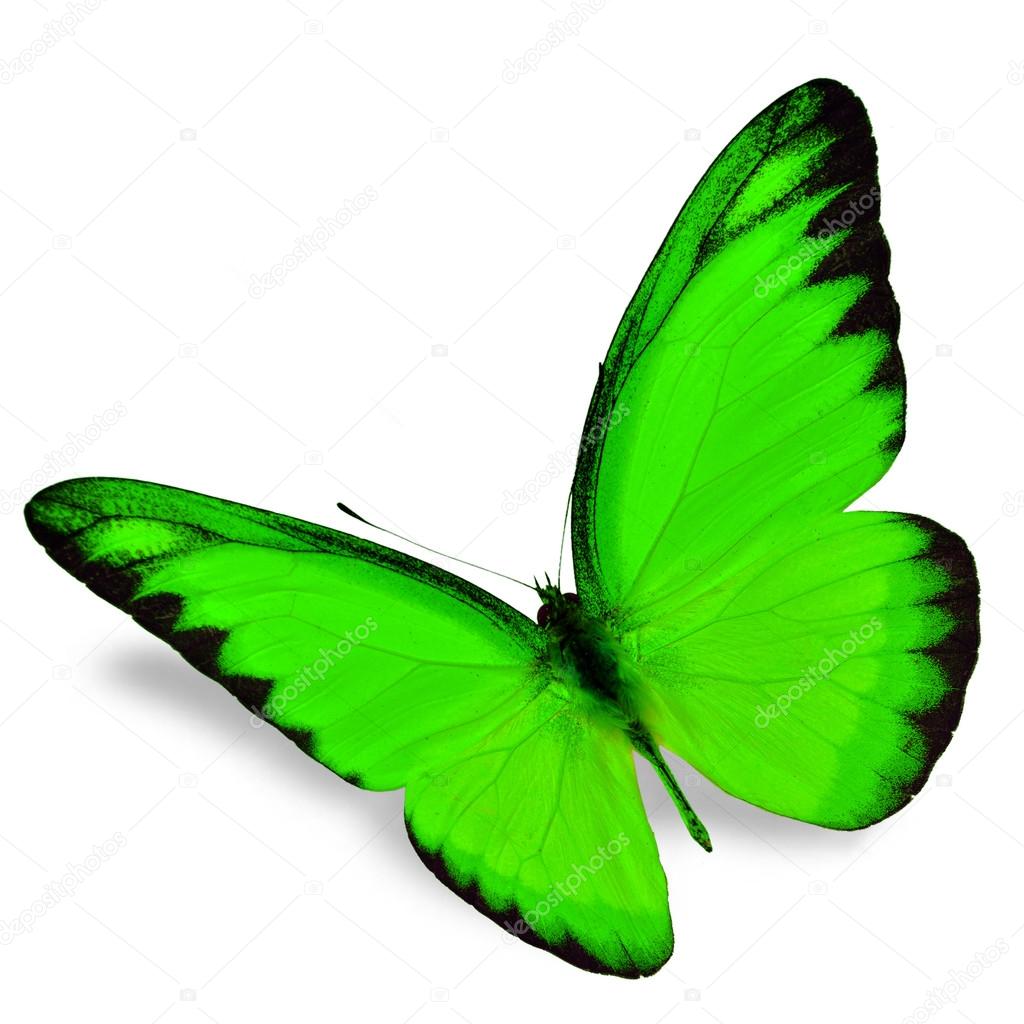 Green Butterfly Stock Photo by ©thawats 37768935