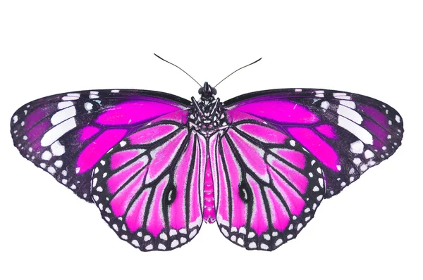 Rosa mariposa monarca Stock Photos, Royalty Free Rosa mariposa monarca ...