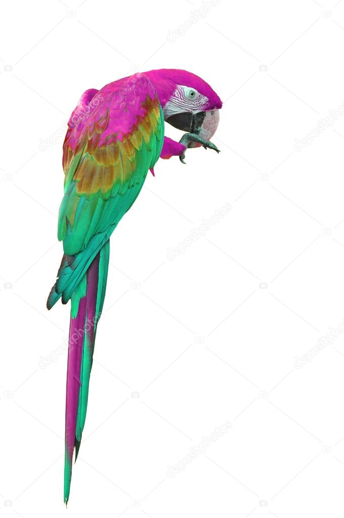 Pink Macaws