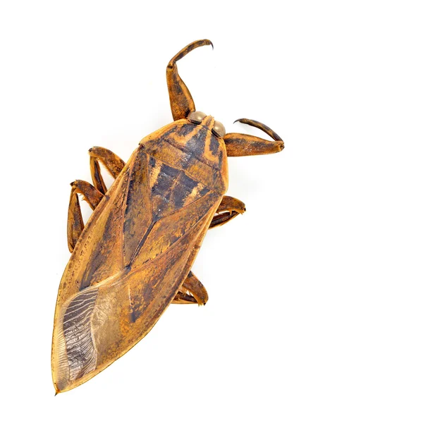 Rice insect Stock Photos, Royalty Free Rice insect Images | Depositphotos