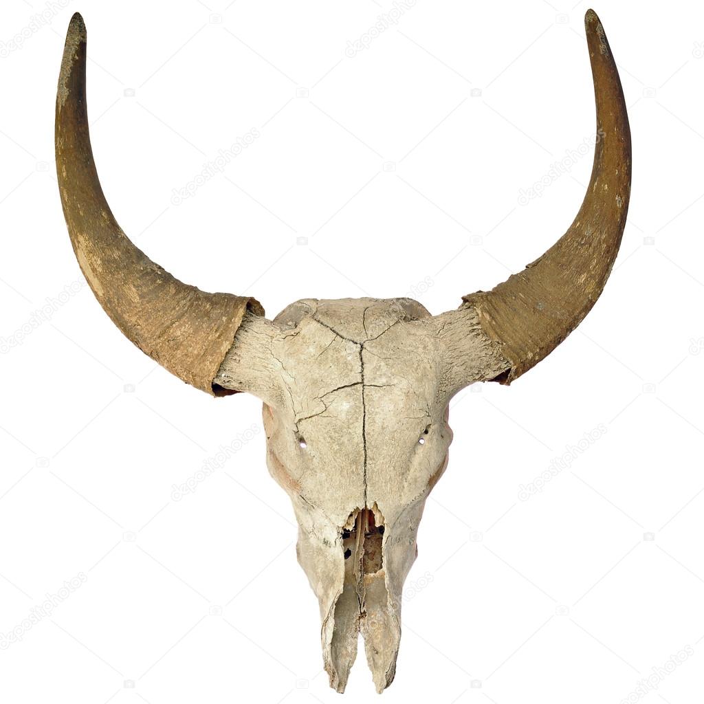 Head skull of bull — Stock Photo © thawats #40266729